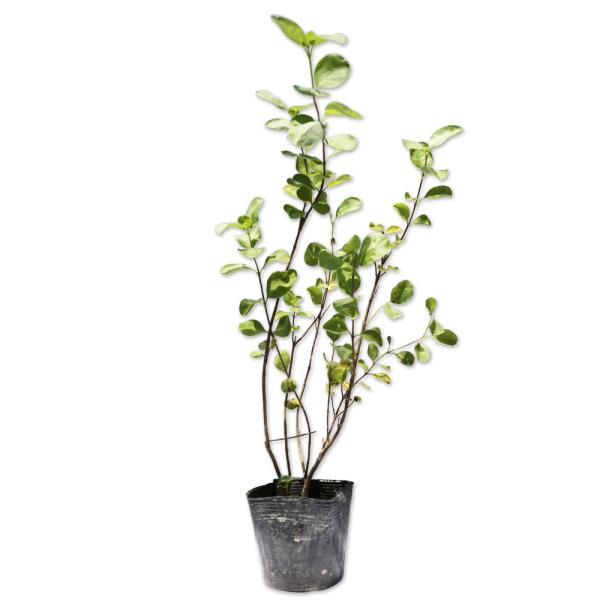 【ハマゴウ】（ハママイ、ハマボウ） 読み：はまごう 学名. Vitex rotundifolia 常緑低木 シソ科ハマゴウ属  【商品説明】 ハマゴウは常緑低木です。本州・四国・九州からアジア東南部に分布しています。海岸沿いの砂地に生育して...