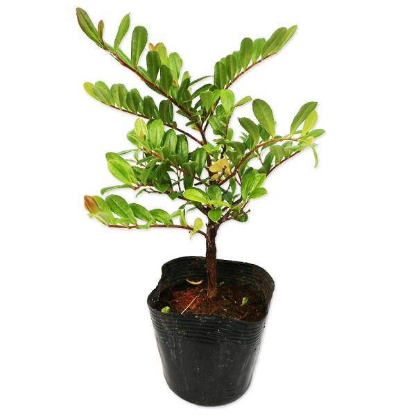 【ハマヒサカキ】 読み：はまひさかき 学名：Eurya emarginata モッコク科ヒサカキ属 常緑低木  【商品情報】 ハマヒサカキは海岸性の樹木です。乾燥や潮風にも強く痩せた土地でも成長します。葉は厚い光沢がある深緑色です。2〜3月...