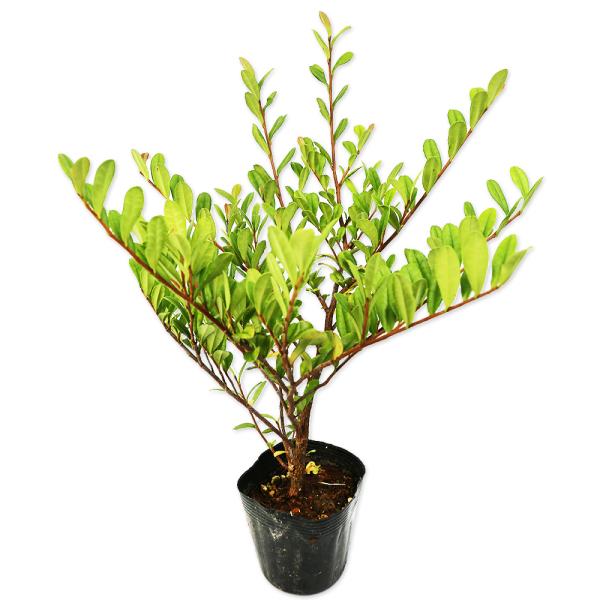 【ハマヒサカキ】 読み：はまひさかき 学名：Eurya emarginata モッコク科ヒサカキ属 常緑低木  【商品情報】 ハマヒサカキは海岸性の樹木です。乾燥や潮風にも強く痩せた土地でも成長します。葉は厚い光沢がある深緑色です。2〜3月...