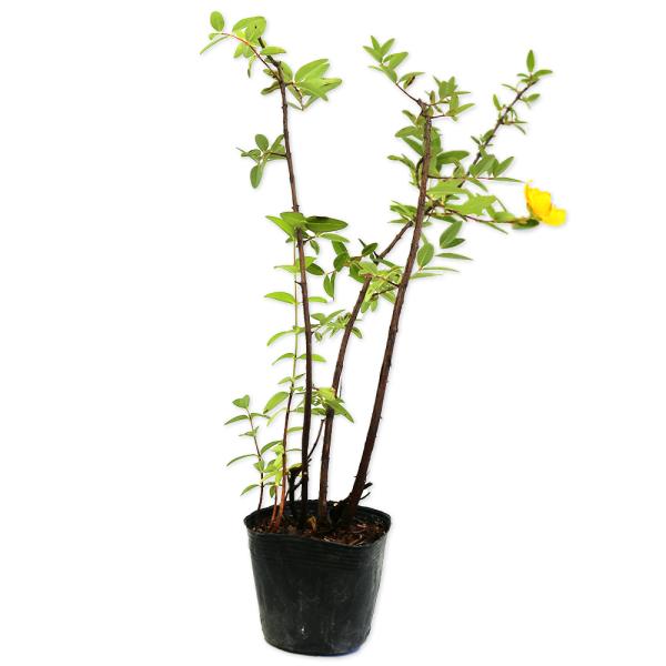 【ヒペリカム/ヒデコート】 読み：ひぺりかむ/ひでこーと 学名：Hypericum patulum cv.Hidcote オトギリソウ科オトギリソウ属 半落葉低木  【商品情報】 ヒペリカムは夏に黄色い花が咲きます。花弁は円形で艶があります...