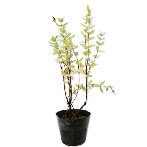 【ビヨウヤナギ】 読み：びようやなぎ 学名：Hypericum monogynum オトギリソウ科オトギリソウ属 半落葉低木  【商品情報】 ビヨウヤナギは夏に黄色い花が咲きます。花弁は円形で艶があります。深緑の葉と鮮やかな黄色の花のコント...