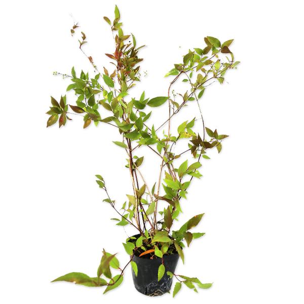 【ヒメウツギ】 読み：ひめうつぎ 学名：Deutzia gracilis アジサイ科ウツギ属 落葉低木  【商品説明】 ウツギは5〜6月に枝先に白い花を多くつけます。サクラが咲き終わり新緑が映える頃になると咲きます。花は前年伸びた枝からでま...