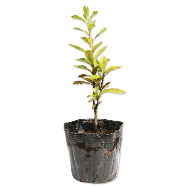 【ヒラドツツジ】（平戸ツツジ） 読み：ひらどつつじ 学名Rhododendron × pulchrum ツツジ科ツツジ属 常緑低木  【商品情報】 ツツジは、沢山の園芸品種が作られていて、花が美しい品種です。今までで記録されている品種の数は...