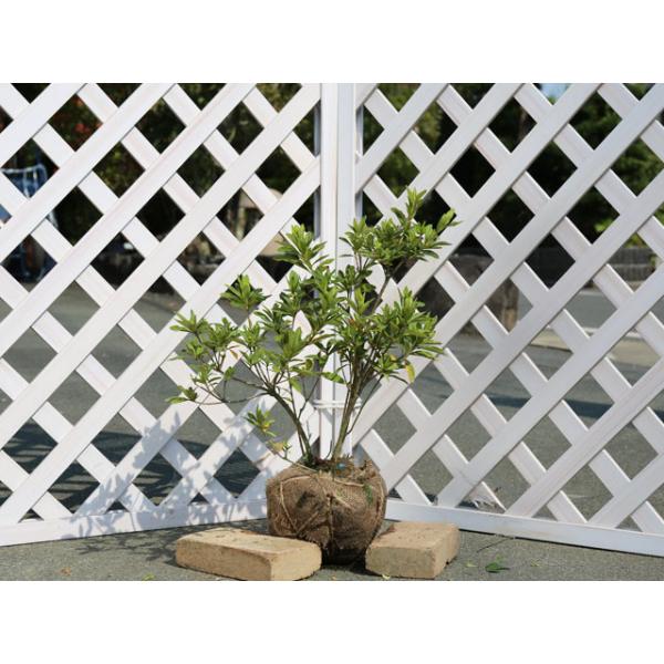 【ヒラドツツジ】（平戸ツツジ） 読み：ひらどつつじ 学名Rhododendron × pulchrum ツツジ科ツツジ属 常緑低木  【商品情報】 ツツジは、沢山の園芸品種が作られていて、花が美しい品種です。今までで記録されている品種の数は...