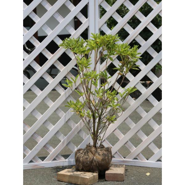 【ヒラドツツジ】（平戸ツツジ） 読み：ひらどつつじ 学名Rhododendron × pulchrum ツツジ科ツツジ属 常緑低木  【商品情報】 ツツジは、沢山の園芸品種が作られていて、花が美しい品種です。今までで記録されている品種の数は...