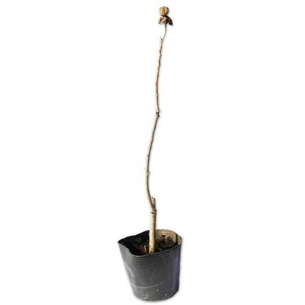 【フヨウ】 読み：ふよう 学名：Hibiscus mutabilis アオイ科フヨウ属 落葉低木  【商品説明】 フヨウは落葉低木です。大輪の見ごたえのある花が夏中にさきます。花は短命で朝咲くと夕方にはしぼみます。次々と新しい花がでてきます...