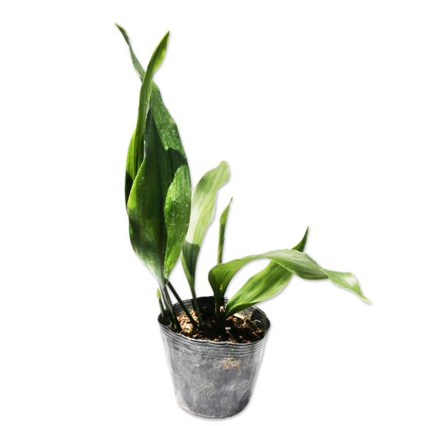 【ハラン】 読み：はらん 学名：Aspidistra elatior Aspidistra  キジカクシ科ハラン属 常緑多年草  【商品情報】 ハランは1ｍ程度になる常緑多年草です。葉が大きく昔から食べ物を包む為に使われてきました。葉は薄い...