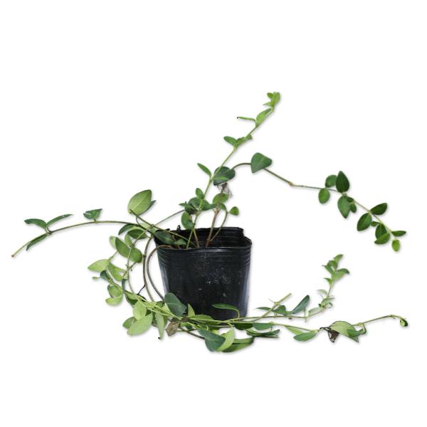 【ビンカミノール】 読み：びんかみのーる 学名：Vinca minor L キョウチクトウ科ツルニチニチソウ属 半常緑つる性植物  【商品情報】 ビンカミノールは覆つる性の半常緑種です。葉は3ｃｍ程度で発色が美しいです。下部元から多数の茎を...