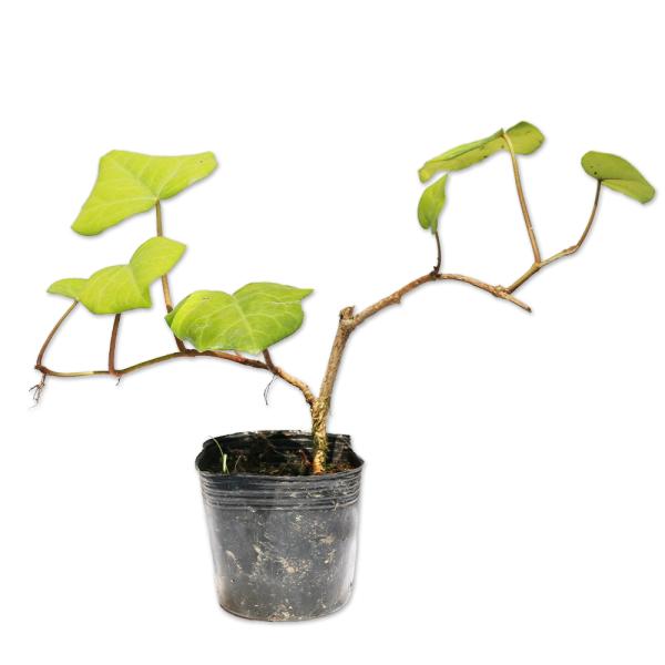 【ヘデラ/コルシカ】 読み：へでら/こるしか 学名：Hedera colchica 'Dentatovariegata' ウコギ科キヅタ属 常緑つる性低木  【商品情報】 ヘデラはつる性の常緑品種です。吸着や匍匐で成長します。発色がよく、非...