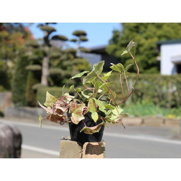 【ヘデラ/ゴールドチャイルド】 読み：へでら/ごーるどちゃいるど 学名：Hedera helix 'Goldchild'  ウコギ科キヅタ属 常緑つる性低木  【商品情報】 ヘデラはつる性の常緑品種です。吸着や匍匐で成長します。発色がよく、...