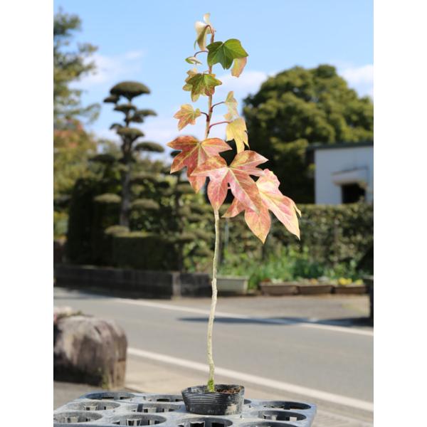 【ハトスヘデラ】 読み：はとすへでら 学名：Fatshedera lizei ウコギ科キヅタ属 常緑つる性低木  【商品情報】 ヘデラはつる性の常緑品種です。吸着や匍匐で成長します。発色がよく、非常に人気がある品種寒さに強くマイナス5℃以上...