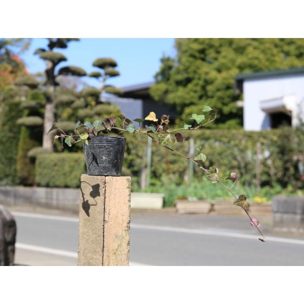 【ヘデラ/ピッツバーグ】 読み：へでら/ぴっつばーぐ 学名：Hedera helix 'Pittsburgh' ウコギ科キヅタ属 常緑つる性低木  【商品情報】 ヘデラはつる性の常緑品種です。吸着や匍匐で成長します。発色がよく、非常に人気が...