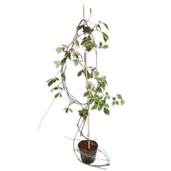 【ヘンリーヅタ】 読み：へんりーづた 学名：Parthenocissus henryana ブドウ科ツタ属 落葉つる性低木  【商品情報】 ヘンリーヅタは落葉つる性低木です。とても登はん力が強く無加工の塀でも気根を伸ばし吸着します。葉は楕円...