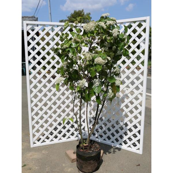 【ハクサンボク】 読み：はくさんぼく 学名：Viburnum japonicum スイカズラ科ガマズミ属 半常緑低木