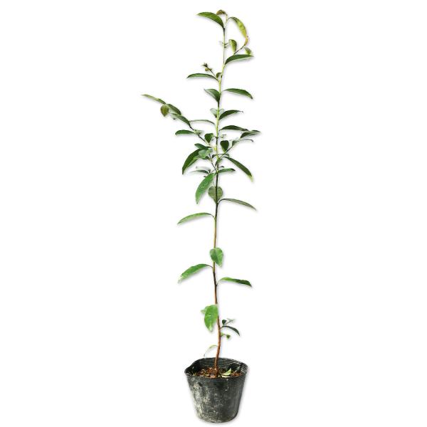 【ヒサカキ】 読み：ひさかき 学名：Eurya japonica Thunb. var. microphylla Makino モッコク科ヒサカキ属 常緑高木  【商品情報】 ヒサカキの枝は昔から神事の際に用いる玉串として利用されてきました...