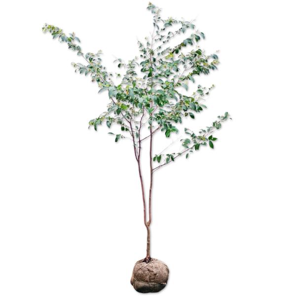 【ヒサカキ】 読み：ひさかき 学名：Eurya japonica Thunb. var. microphylla Makino モッコク科ヒサカキ属 常緑高木  【商品情報】 ヒサカキの枝は昔から神事の際に用いる玉串として利用されてきました...