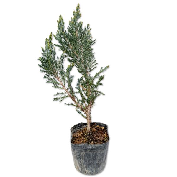 【ブルーチップ】 読み：ぶるーちっぷ 学名：Juniperus horizontalis 'Blue Chip'  ヒノキ科ビャクシン属 常緑低木  【商品情報】 ビャクシンはコニファーの一種です。低木から高木まで様々な品種があります。樹皮...