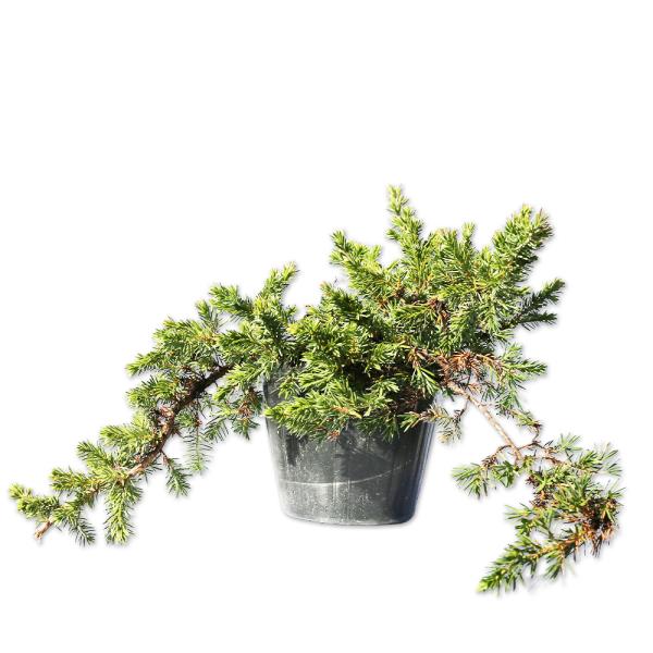 【ブルーパシフィック】 読み：ぶるーぱしふぃっく 学名：Juniperus conferta 'Blue Pacific' ヒノキ科ビャクシン属 常緑低木  【商品情報】 ビャクシンはコニファーの一種です。低木から高木まで様々な品種がありま...