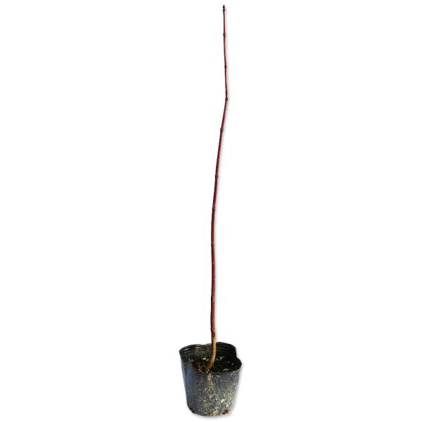 【ハウチワカエデ】 読み：はうちわかえで 学名 ： Acer japonicum ムクロジ科カエデ属 落葉高木  【商品情報】 ハウチワカエデはとても綺麗な紅葉を見せてくれます。紅葉時の葉の色づきが変わっており、葉色の変化は半分が緑でもう半...