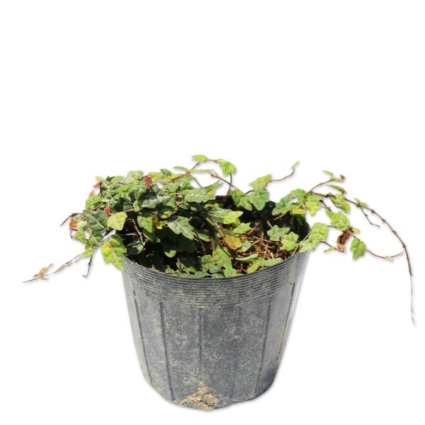 【ヒメイタビ】 読み：ひめいたび 学名：Ficus thunbergii クワ科イチジク属 常緑つる性低木  【商品情報】 イタビは常緑低木の品種です。気根によるく吸着と枝の分岐・伸長で成長します。他のつる性の植物に比べても非常に登はん性が...