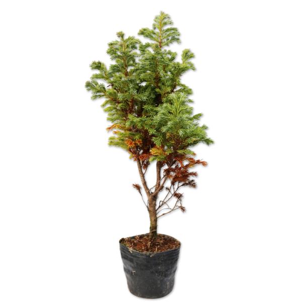 【ボールバード】 読み：ぼーるばーど 学名：Chamaecyparis pisifera‘Boulevard’ ヒノキ科ヒノキ属 常緑低木 別名：  【商品情報】 ヒノキは常緑樹です。枝にはうろこのような葉が集まります。日照条件があまり良く...