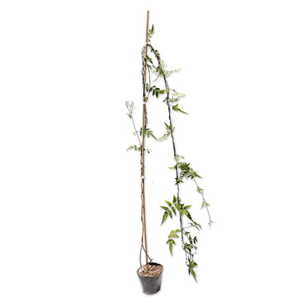 【ハゴロモジャスミン】（羽衣ジャスミン） 読み：はごろもじゃすみん 学名：Jasminum polyanthum モクセイ科ソケイ属 常緑半つた性低木 別名：ジャスミナム、ポリアンタナム  【商品情報】 ハゴロモジャスミンは3m程度になる常...