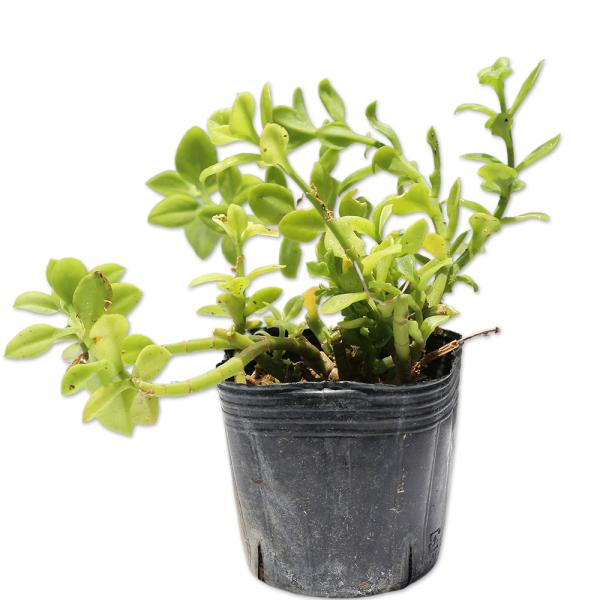 【ハナツルソウ】（花蔓草） 読み：はなつるそう 学名：Aptenia cordifolia ハマミズナ科アプテニア属 多年草 別名：アプテニア、ハナヅルソウ、ハナツルクサ、サンローズ、ベビーサンローズ  【商品説明】 ハナツルソウは多肉性の...