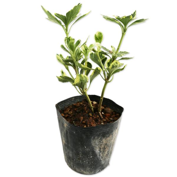 【斑入りフッキソウ】（斑入り富貴草） 読み：ふいりふっきそう 学名：Pachysandra terminalis "Variegata" ツゲ科フッキソウ属 常緑低木  【商品情報】 フッキソウは30ｃｍ程度になる常緑低木です。年中青々とし...