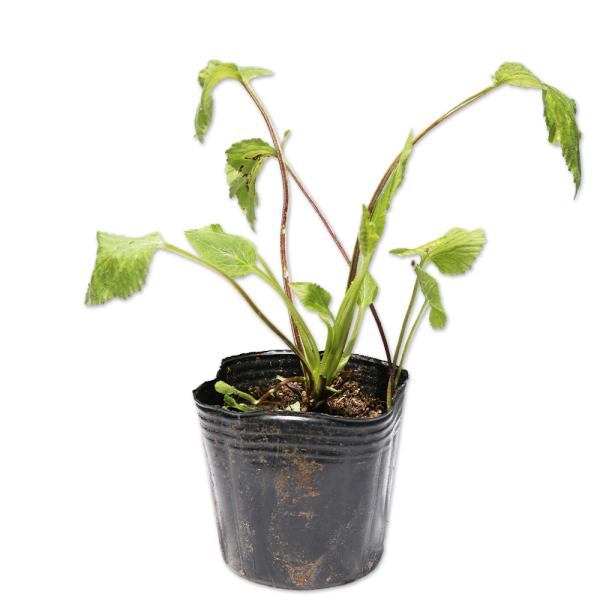 【ホタルブクロ】（蛍袋） 読み：ほたるぶくろ 学名:Campanula punctata Lam キキョウ科ホタルブクロ属 多年草 別名：チョウセンバナ  【商品説明】 ホタルブクロは多年草です。初夏に大きな釣鐘状の花を咲かせます。草原や道...