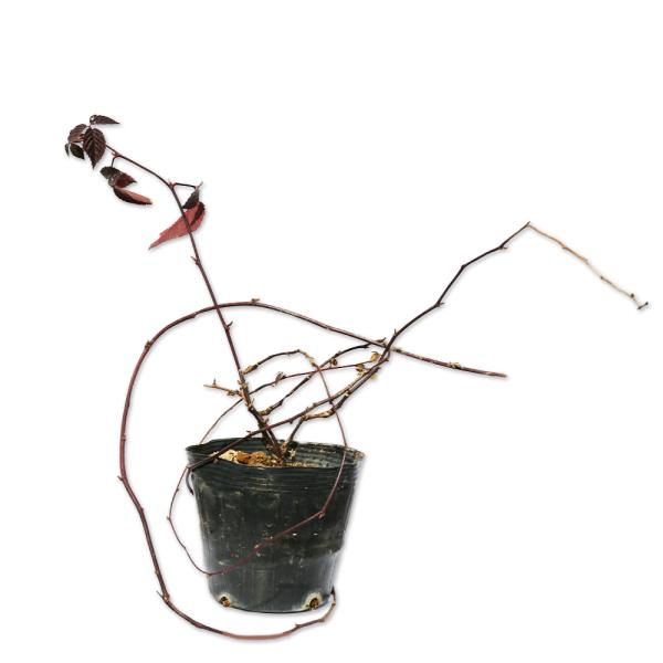 【ヤマブドウ】（山葡萄） 読み：やまぶどう 学名：Vitis coignetiae ブドウ科ブドウ属 落葉つる性高木 別名：  【商品情報】 ヤマブドウは落葉つる性です。日本に自生しています。秋に小さなブドウがなります。実の大小の差が大きく...