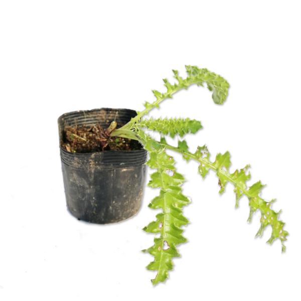 【ハマアザミ】（浜薊） 読み：はまあざみ 学名：Cirsium maritimum キク科アザミ属 常緑多年草 別名：ハマゴボウ  【商品説明】 ハマアザミは多年草です。海岸沿いの砂地に自生する海浜植物です。葉が特徴で光沢がありゴツゴツとト...