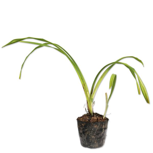 【ハマカンゾウ】（浜萱草） 読み：はまかんぞう 学名：Hemerocallis fulva var. littorea ススキノキ科ワスレグサ属 常緑多年草 別名：  【商品説明】 ハマカンゾウは常緑多年草です。関東以南の海岸沿いに自生する...