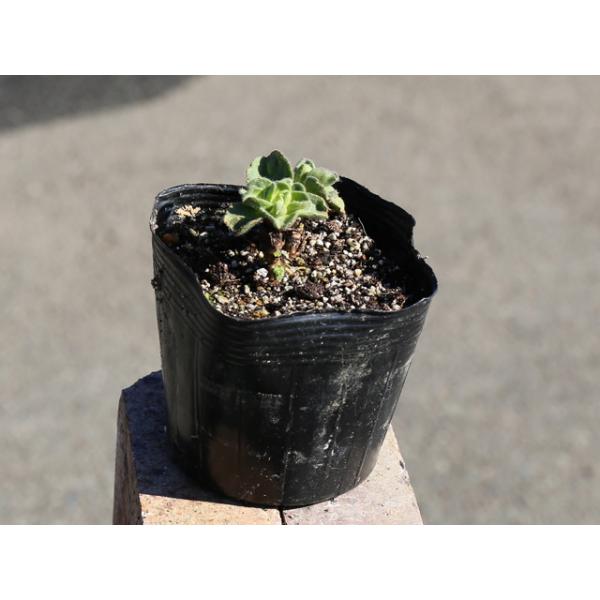 【ハマベノギク】（浜辺野菊） 読み：はまべのぎく 学名：Heteropappus hispidus subsp. arenarius キク科ハマベノギク属 多年草 別名：  【商品説明】 ハマベノギクは多年草です。関東以南の海岸沿いに自生す...