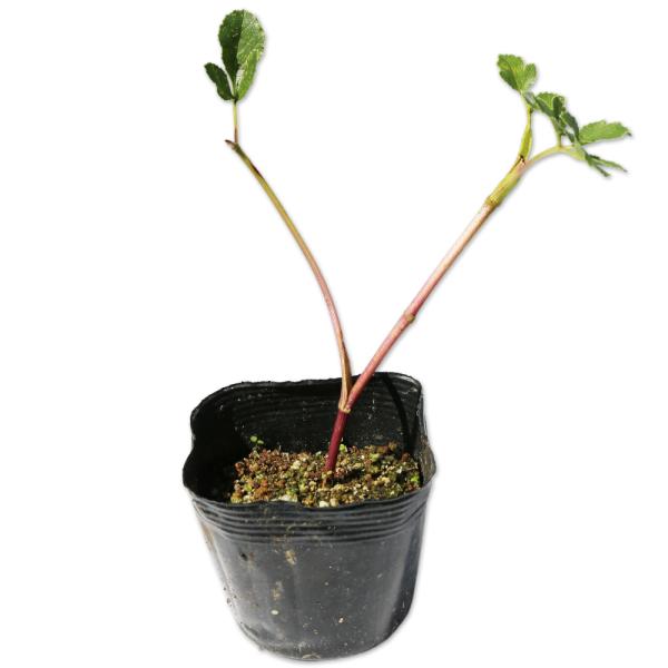 【ハマボウフウ】（浜防風） 読み：はまぼうふう 学名：Glehnia littoralis セリ科ハマボウフウ属 多年草 別名：イセボウフウ、ヤオボウフウ  【商品説明】 ハマボウフウは多年草です。海岸沿いに自生する海浜植物です。山菜として...