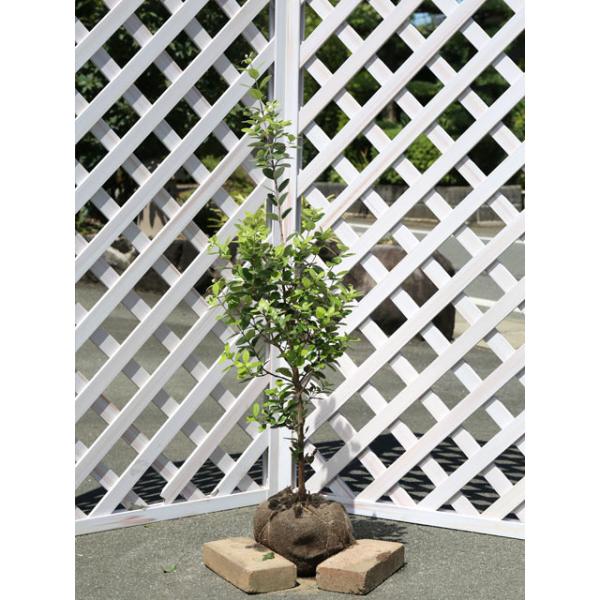 【フェイジョア】（） 読み：ふぇいじょあ 学名学名の植物学者フェイホアより。  【商品情報】 フェイジョアは常緑低木です。3m程度になります。南米原産です。秋にバナナとパイナップルの中間のような味がする緑色の実がなります。夏に4cmほどの赤...