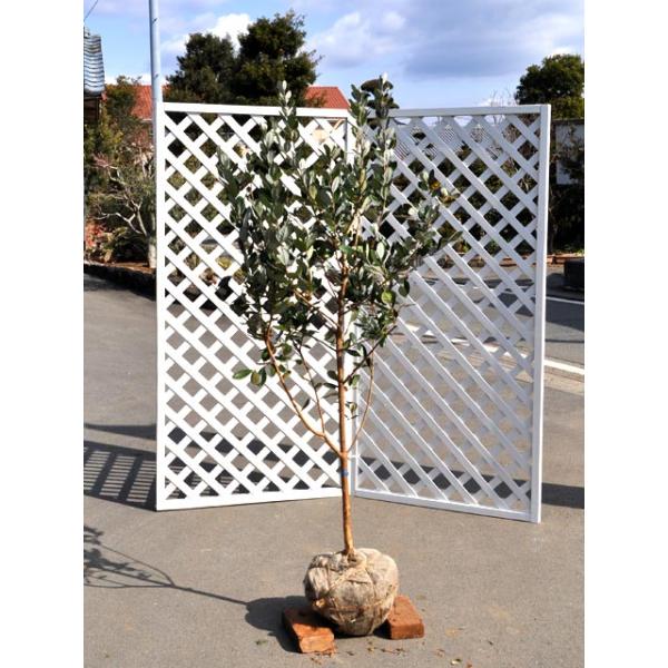 【フェイジョア】（） 読み：ふぇいじょあ 学名学名の植物学者フェイホアより。  【商品情報】 フェイジョアは常緑低木です。3m程度になります。南米原産です。秋にバナナとパイナップルの中間のような味がする緑色の実がなります。夏に4cmほどの赤...