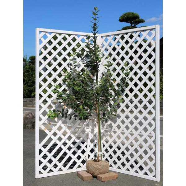 【フェイジョア】（） 読み：ふぇいじょあ 学名学名の植物学者フェイホアより。  【商品情報】 フェイジョアは常緑低木です。3m程度になります。南米原産です。秋にバナナとパイナップルの中間のような味がする緑色の実がなります。夏に4cmほどの赤...