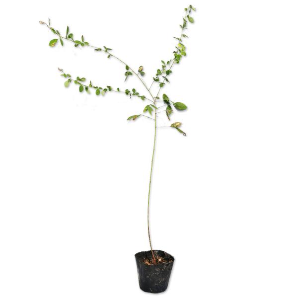 【シロバナハギ】（白花萩） 読み：しろばなはぎ 学名：Lespedeza thunbergii var. albiflora  マメ科ハギ属 落葉低木 別名：シラハギ、シロバナニシキハギ  【名前の由来】 毎年古い株から芽をだすことから、「...