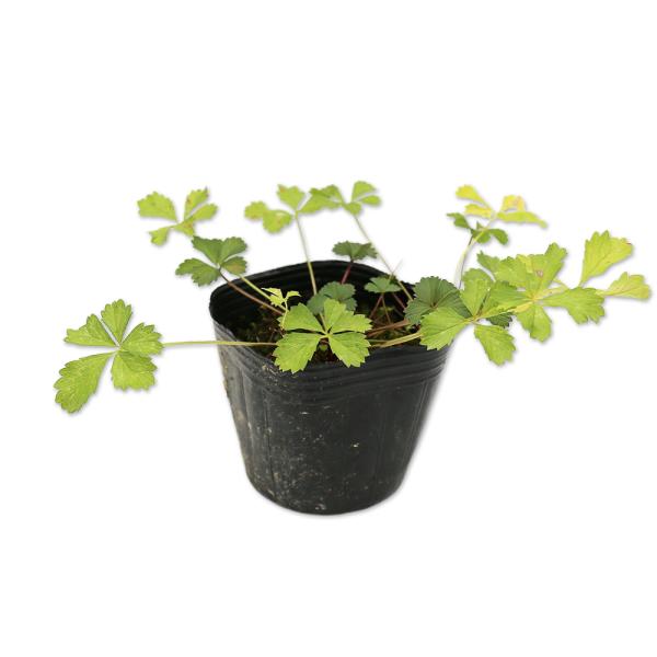 【ポテンティラ/ベルナ】（） 読み：ぽてんてぃら/べるな 学名： Potontilla verna バラ科キジムシロ属 常緑多年草 別名：セイヨウヘビイチゴ  【名前の由来】   【商品説明】 ポテンティラは春から夏にかけて花が咲き、その後...