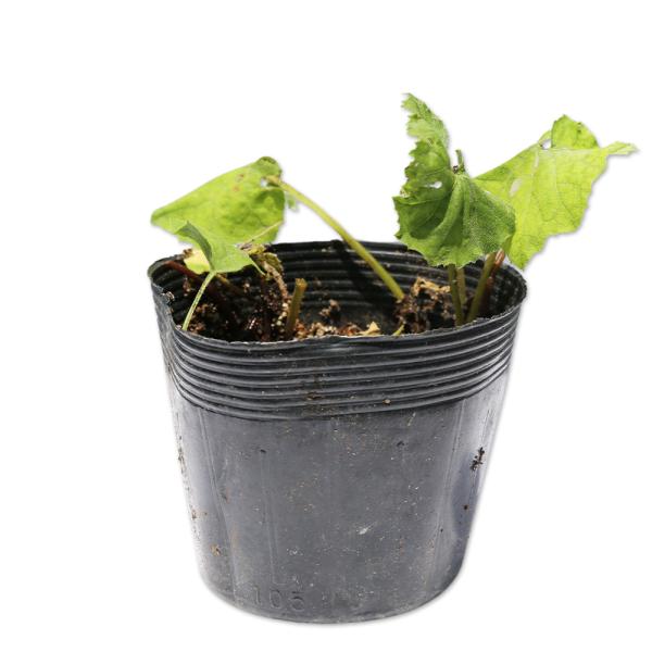 【フキ】（蕗） 読み：ふき 学名：Petasites japonicus キク科フキ属 多年草 別名：  【名前の由来】   【商品説明】 フキは多年草です。ふきのとうや葉柄を食用として利用されます。日本原産で日本全土の水が多く風があまり強...