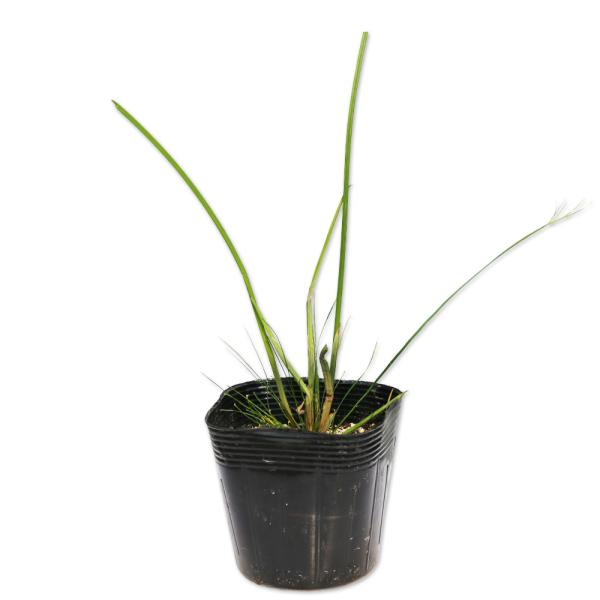 【ミニパピルス】（姫紙蚊張吊） 読み：みにぱぴるす 学名：Cyperus haspan カヤツリグサ科カヤツリグサ属 水生多年草 別名：ヒメカミカヤツリ  【名前の由来】 河に生まれたビーナスという意味から。  【商品説明】 パピルスは水生...