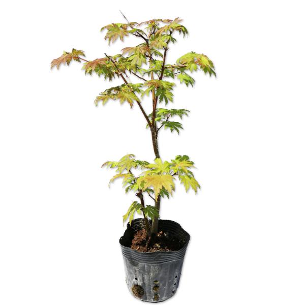 【ヒナウチワカエデ】(雛団扇楓) 読み：ひなうちわかえで 学名：Acer tenuifolium ムクロジ科カエデ属 落葉高木 別名：  【名前の由来】 ハウチワカエデより小さいことから。  【商品情報】ヒナウチワカエデは10mになる落葉高...