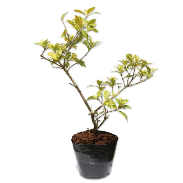 【ヒイラギ/ゴシキ】(五色柊) 読み：ごしきひいらぎ 学名：Osmanthus heterophyllus all gold  モクセイ科モクセイ属 常緑中低木 別名：  【商品情報】 ヒイラギはトゲがある葉が特徴です。厚い皮質である葉は光...