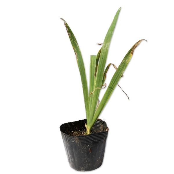 【ヒオウギ】(檜扇) 読み：ひおうぎ 学名：Iris domestica アヤメ科アヤメ属 常緑多年草 別名：ヌバタマ  【名前の由来】 葉が扇を開いたように広がる様子から。  【商品情報】ヒオウギは0.6mになる常緑多年草です。日本、東ア...