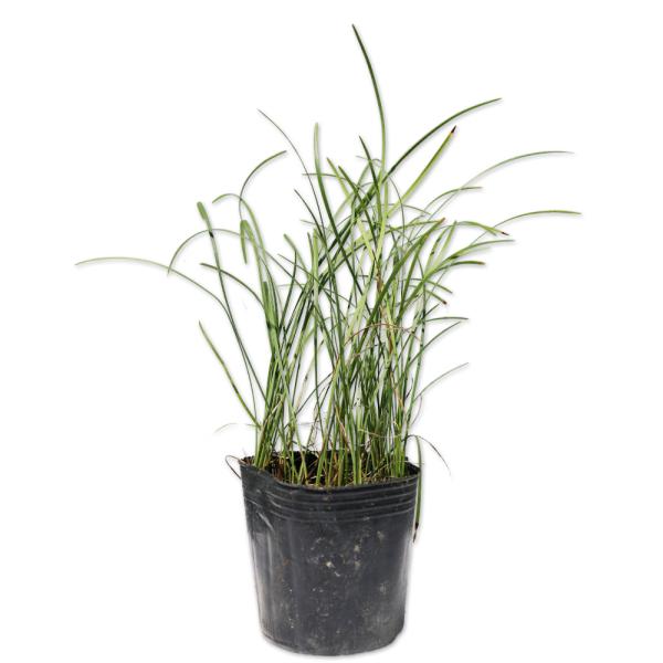 【ヒメヤブラン】(姫藪蘭) 読み：ひめやぶらん 学名：Liriope minor キジカクシ科ヤブラン属   別名：  【名前の由来】 小さなヤブランという意味から名付けられました。  【商品情報】ヒメヤブランは0.2mになるです。日本、中...