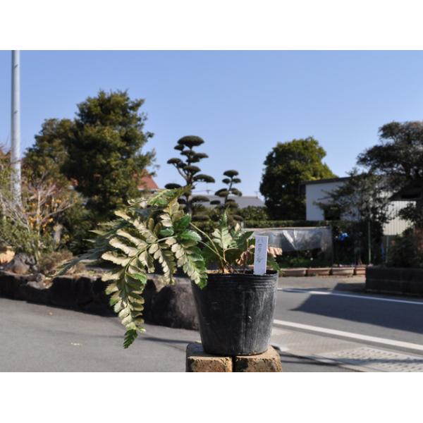 【ハカタシダ】(博多羊歯) 読み：はかたしだ 学名：Arachniodes simplicior  オシダ科カナワラビ属 多年草 別名：  【名前の由来】 博多織の模様に似ていることから。  【商品情報】シダは多年草です。森林などによく自生...