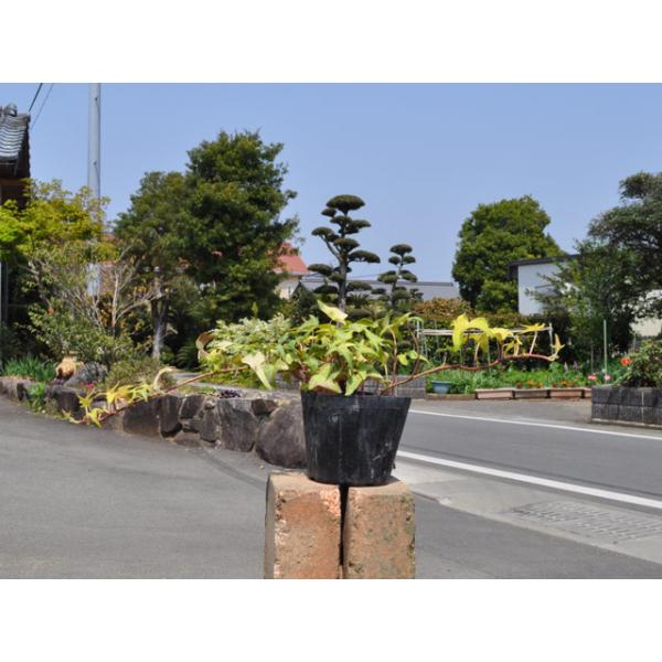 【ヘデラ/ライトフィンガー】() 読み：へでら/らいとふぃんがー 学名：Hedera helix 'Light Finger' ウコギ科キヅタ属 常緑つる性低木 別名：  【名前の由来】   【商品情報】ヘデラはつる性の常緑品種です。吸着や...