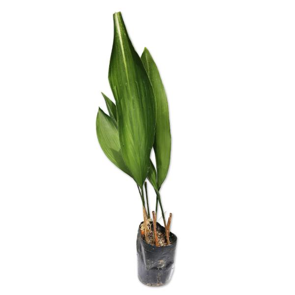 【ハラン/先端斑入り】 読み：はらん/せんたんふいり 学名：Aspidistra elatior キジカクシ科ハラン属 常緑多年草  【商品情報】 ハランは1ｍ程度になる常緑多年草です。葉が大きく昔から食べ物を包む為に使われてきました。葉は...