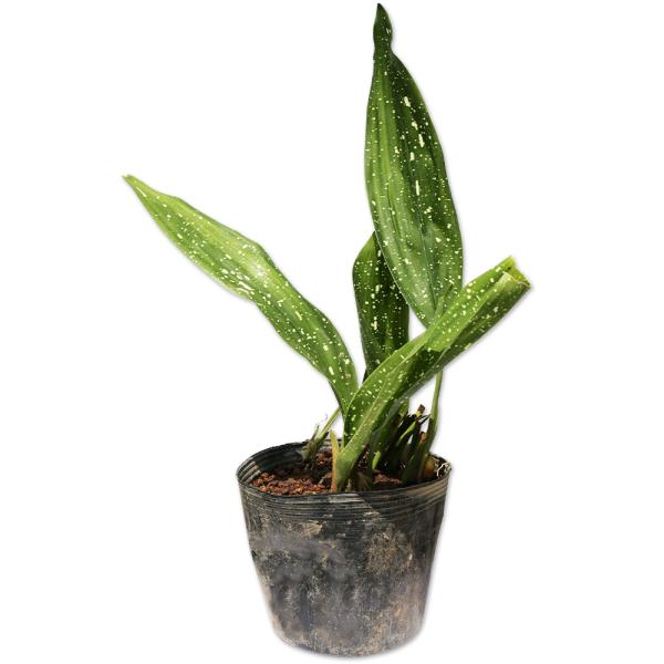 【ハラン/星斑入り】 読み：はらん/ほしふいり 学名：Aspidistra elatior キジカクシ科ハラン属 常緑多年草  【商品情報】 ハランは1ｍ程度になる常緑多年草です。葉が大きく昔から食べ物を包む為に使われてきました。葉は薄いが...