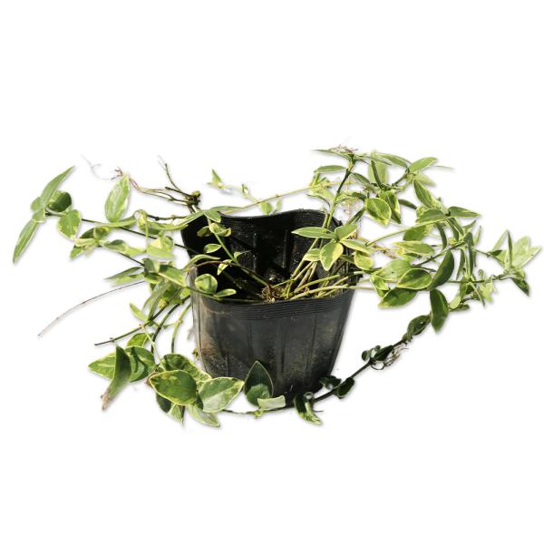 【ビンカミノール/斑入り】 読み：びんかみのーる/ふいり 学名：Vinca minor L キョウチクトウ科ツルニチニチソウ属 半常緑つる性植物  【商品情報】 ビンカミノールは覆つる性の半常緑種です。葉は3ｃｍ程度で発色が美しいです。下部...